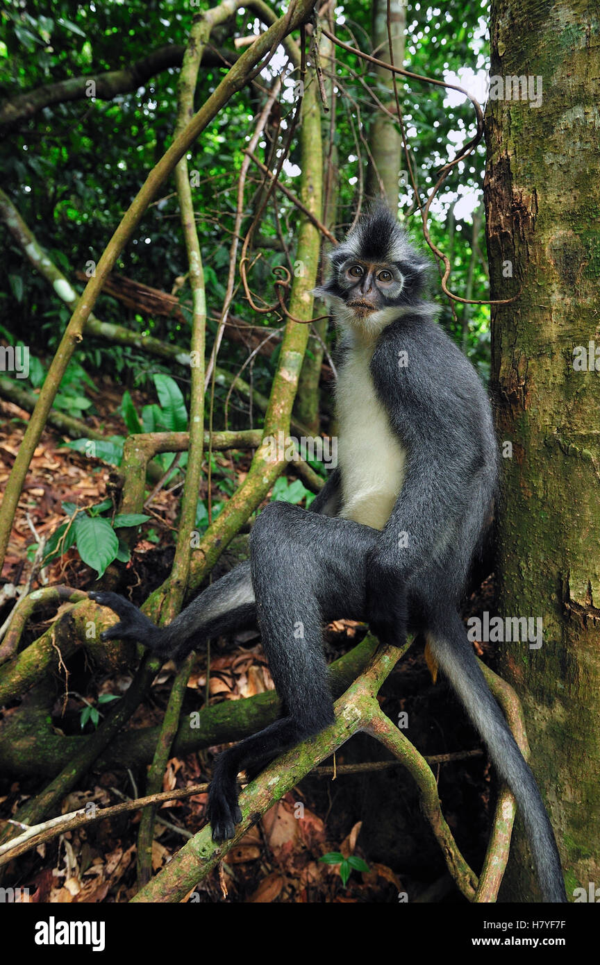 North Sumatran Leaf Monkey (Presbytis thomasi) sitting on tree roots ...