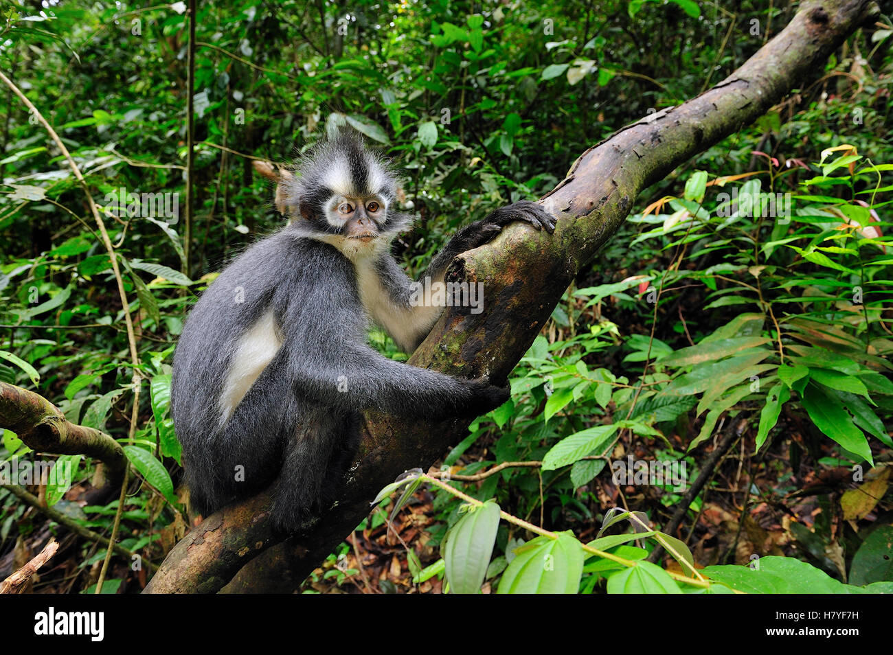 North Sumatran Leaf Monkey (Presbytis thomasi) juvenile in rainforest ...