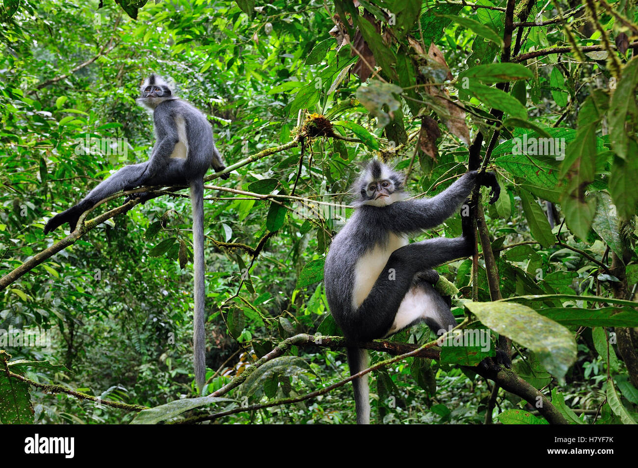 North Sumatran Leaf Monkey (Presbytis thomasi) pair in trees, Gunung ...