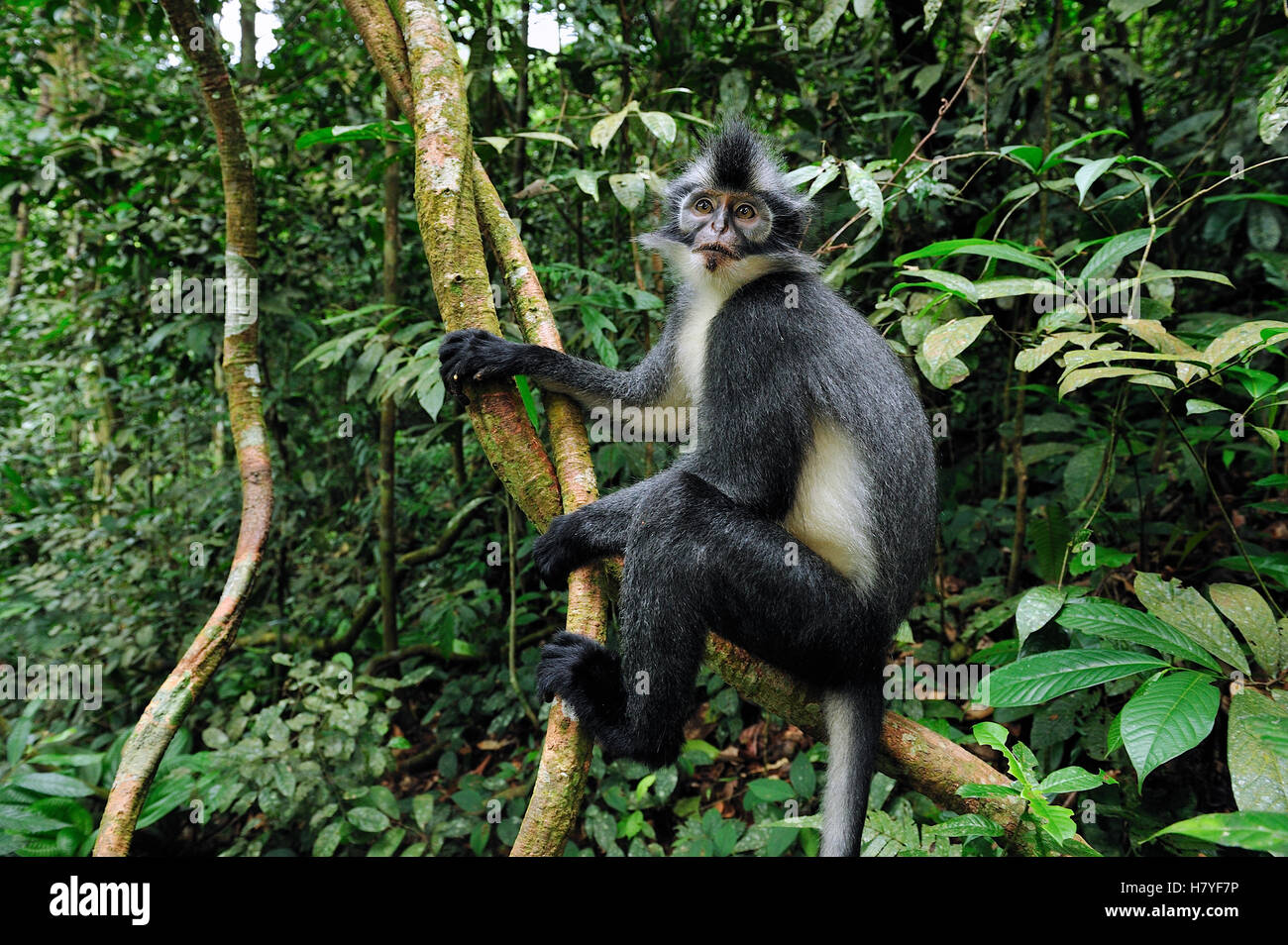 North Sumatran Leaf Monkey (Presbytis thomasi), Gunung Leuser National ...