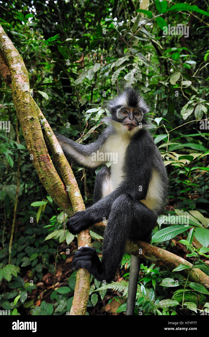 North Sumatran Leaf Monkey (Presbytis thomasi) on liana, Gunung Leuser ...