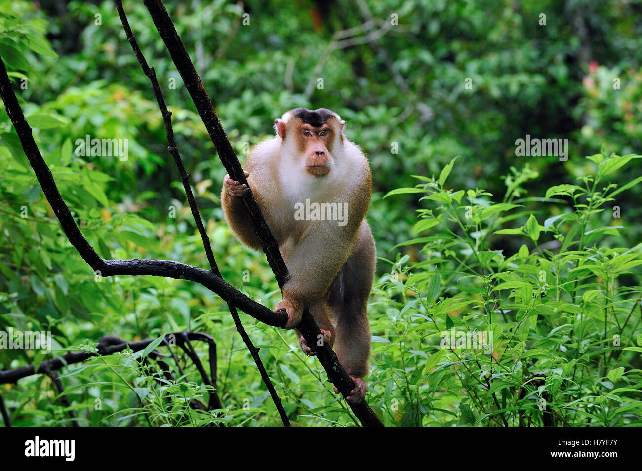 Pig-tailed Macaque (Macaca nemestrina), Gunung Leuser National Park ...