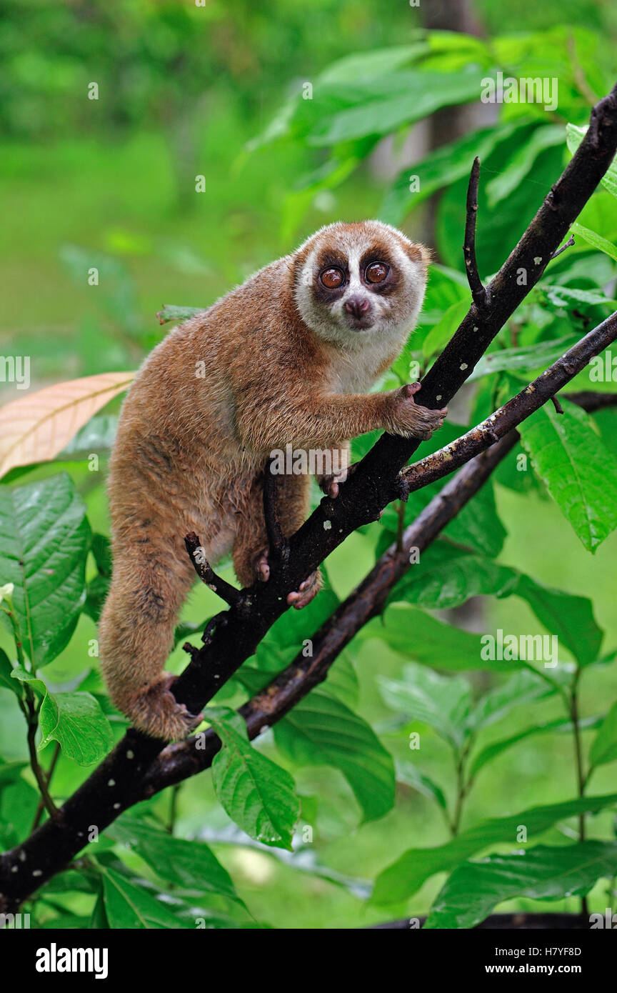 Slow Loris (Nycticebus coucang) climbing in tree, northern Sumatra ...