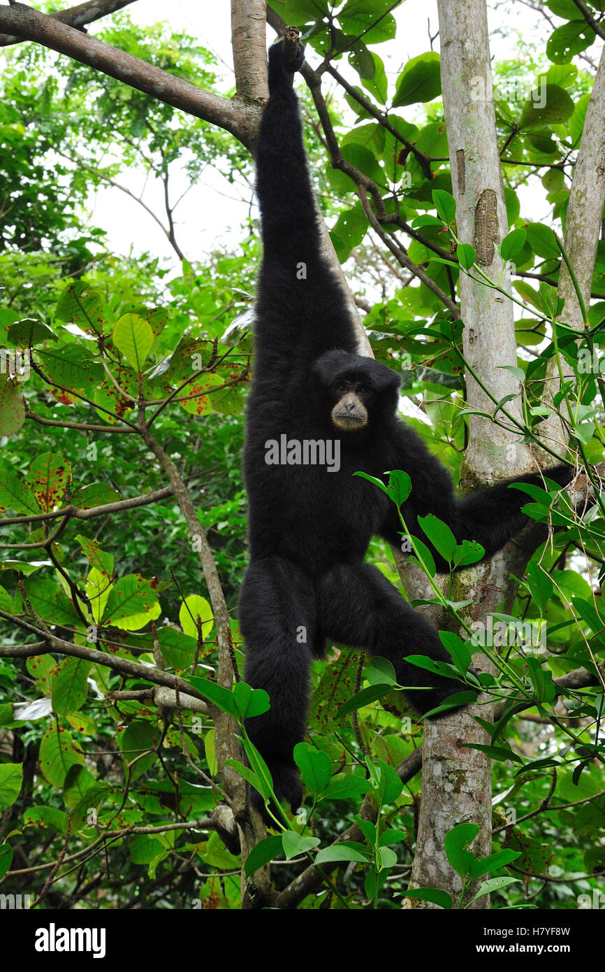 Siamang (Symphalangus syndactylus) hanging in tree, Singapore Zoo ...