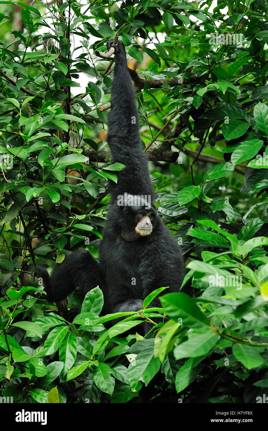 Siamang (Symphalangus syndactylus) hanging in tree, Singapore Zoo ...