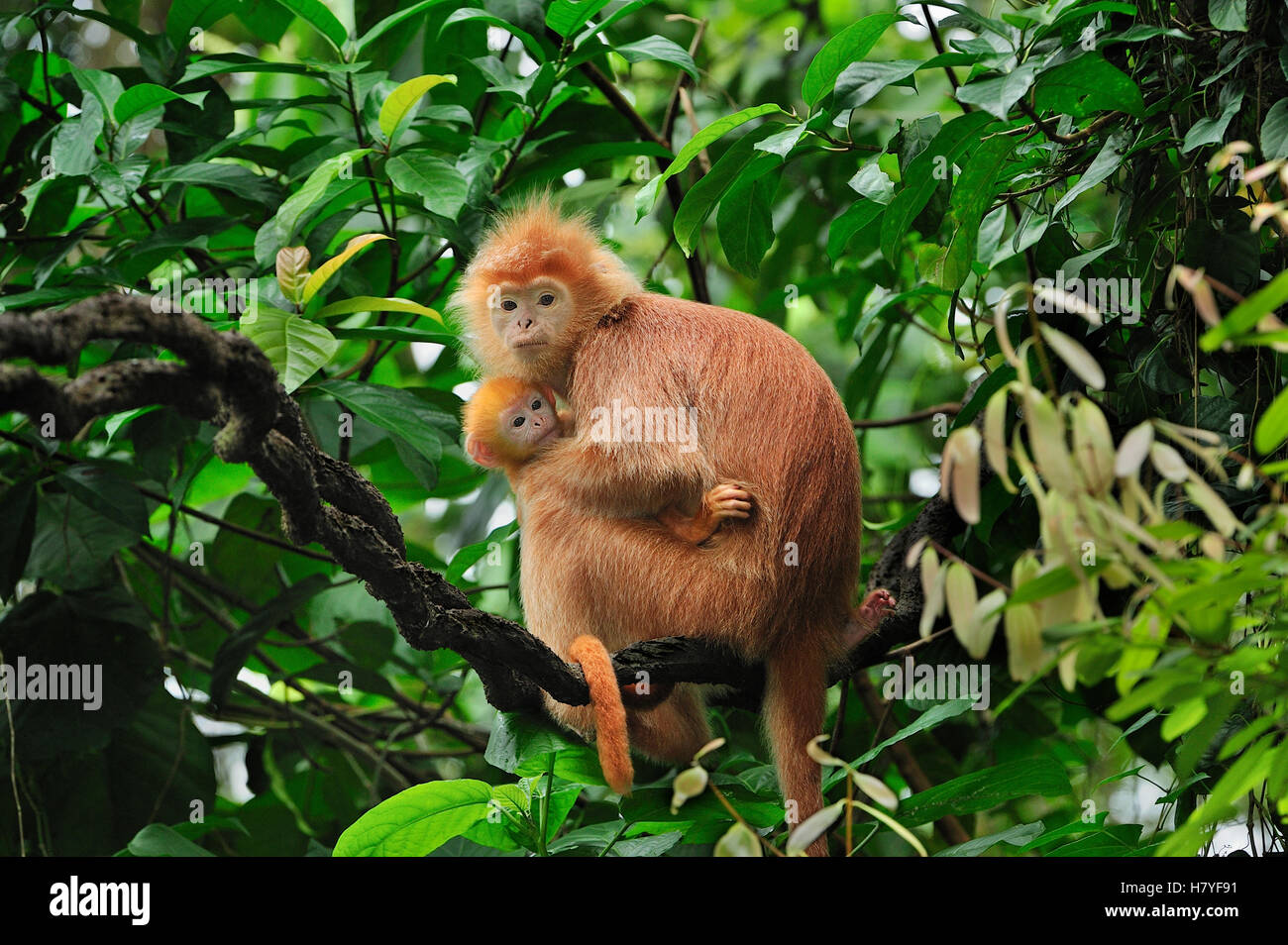 Ebony Leaf Monkey (Trachypithecus auratus), golden color variation ...