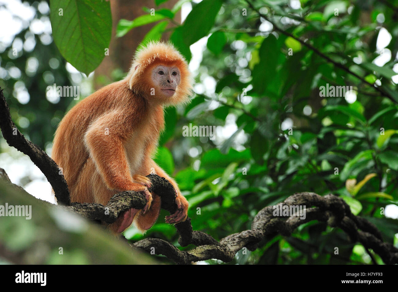 Ebony Leaf Monkey (Trachypithecus auratus) golden color variation on ...