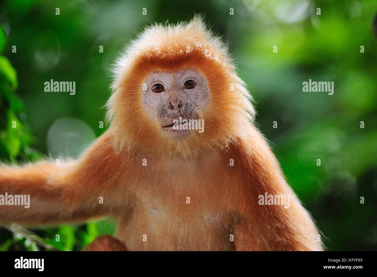 Ebony Leaf Monkey (Trachypithecus auratus), golden color variation ...