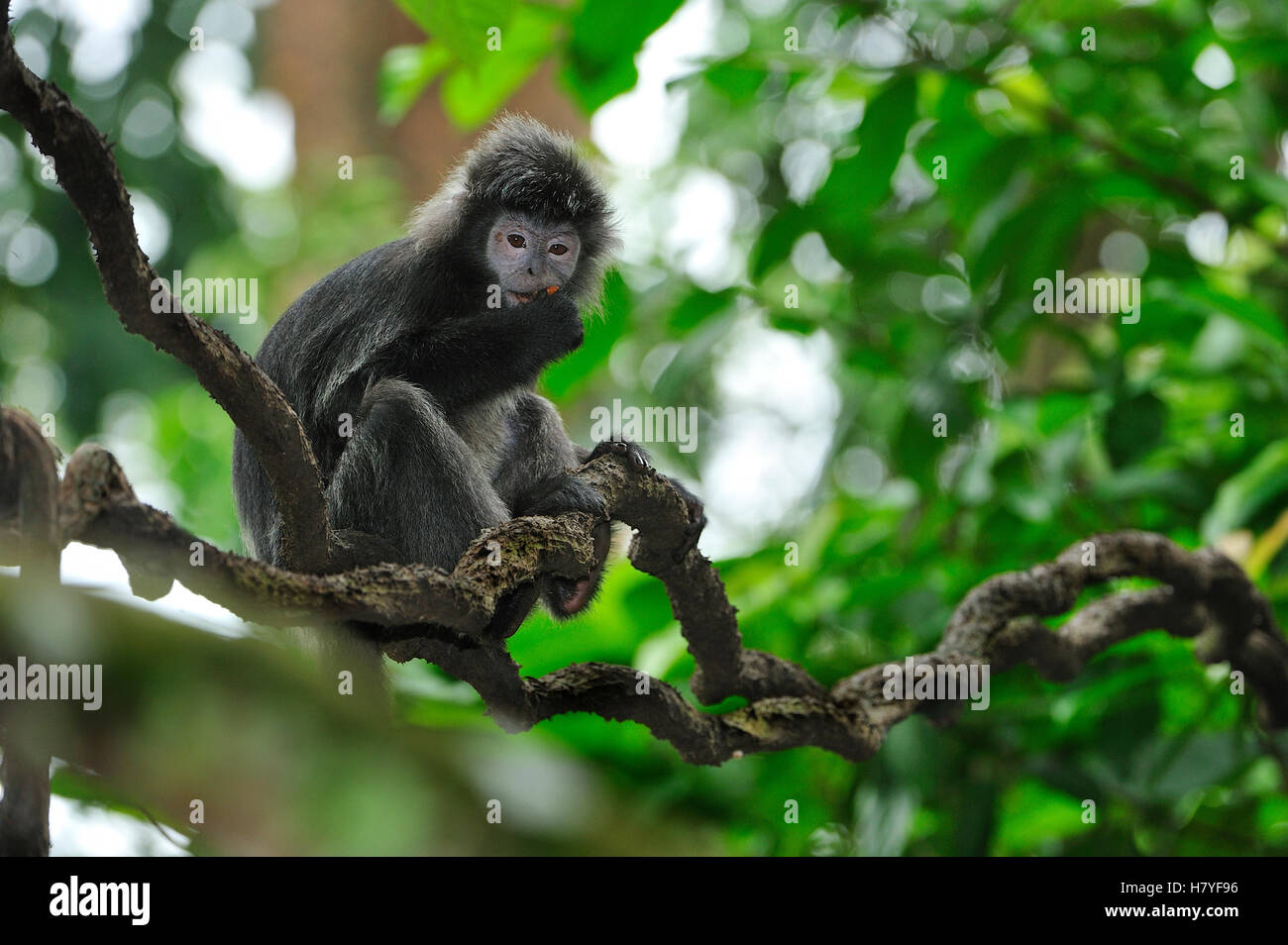 Ebony Leaf Monkey (Trachypithecus auratus) feeding, Java, Indonesia Stock Photo - Alamy