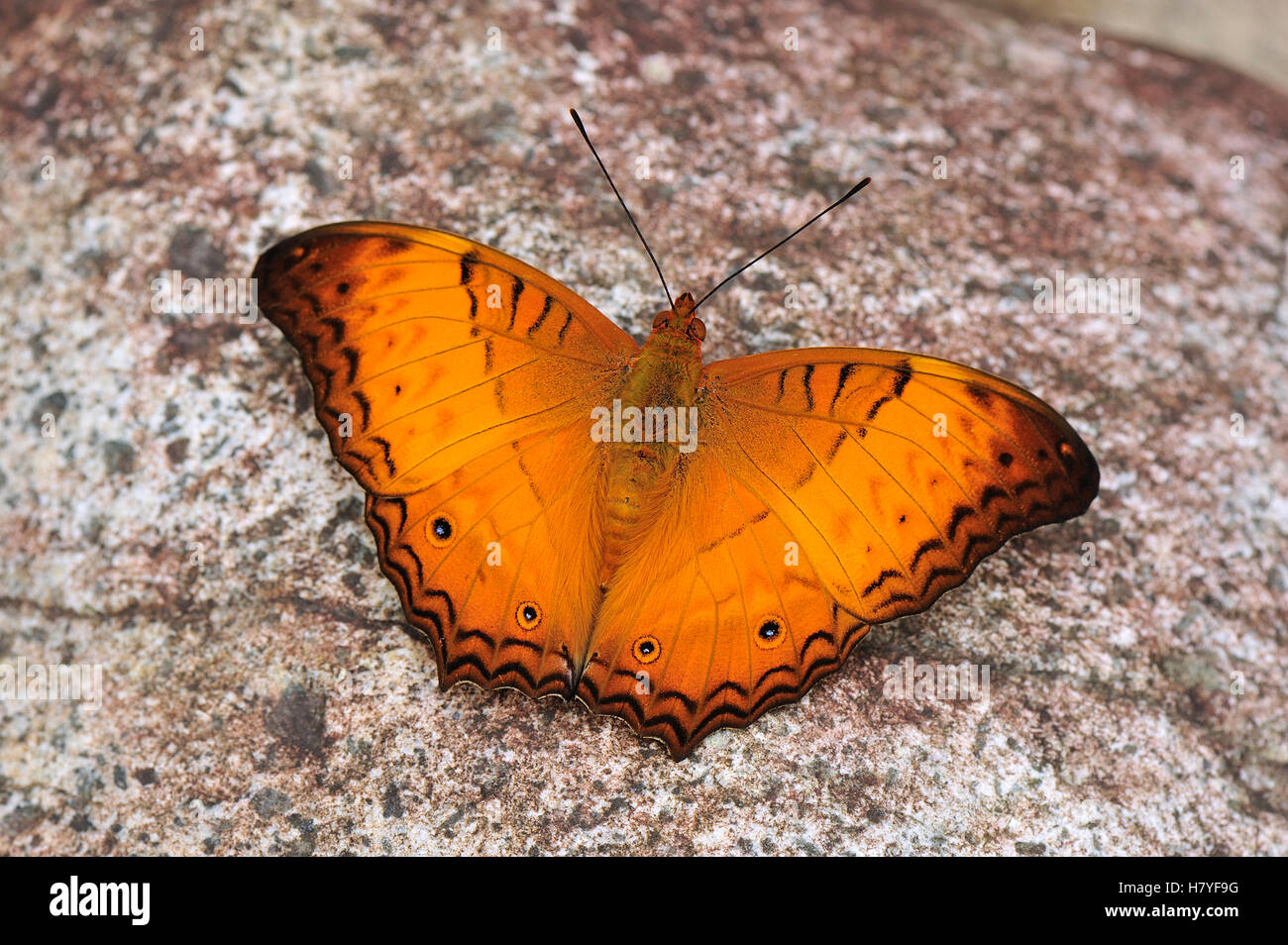 Nymphalid Butterfly (Vindula dejone), Gunung Leuser National Park ...