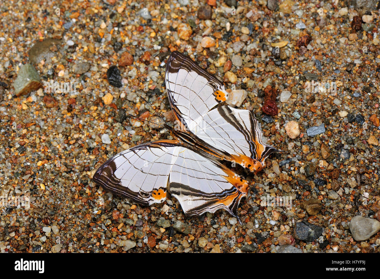 Straight Line Mapwing (Cyrestis nivea) butterfly feeding on minerals in ...