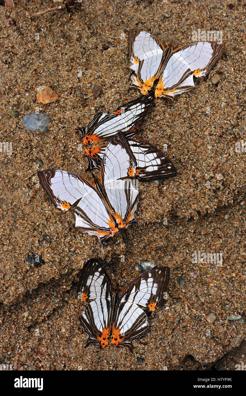 Straight Line Mapwing (Cyrestis nivea) butterfly group feeding on ...