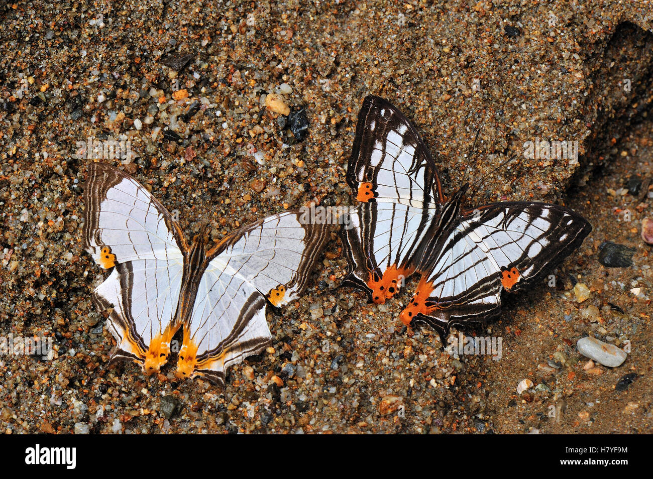 Straight Line Mapwing (Cyrestis nivea) butterfly pair feeding on ...