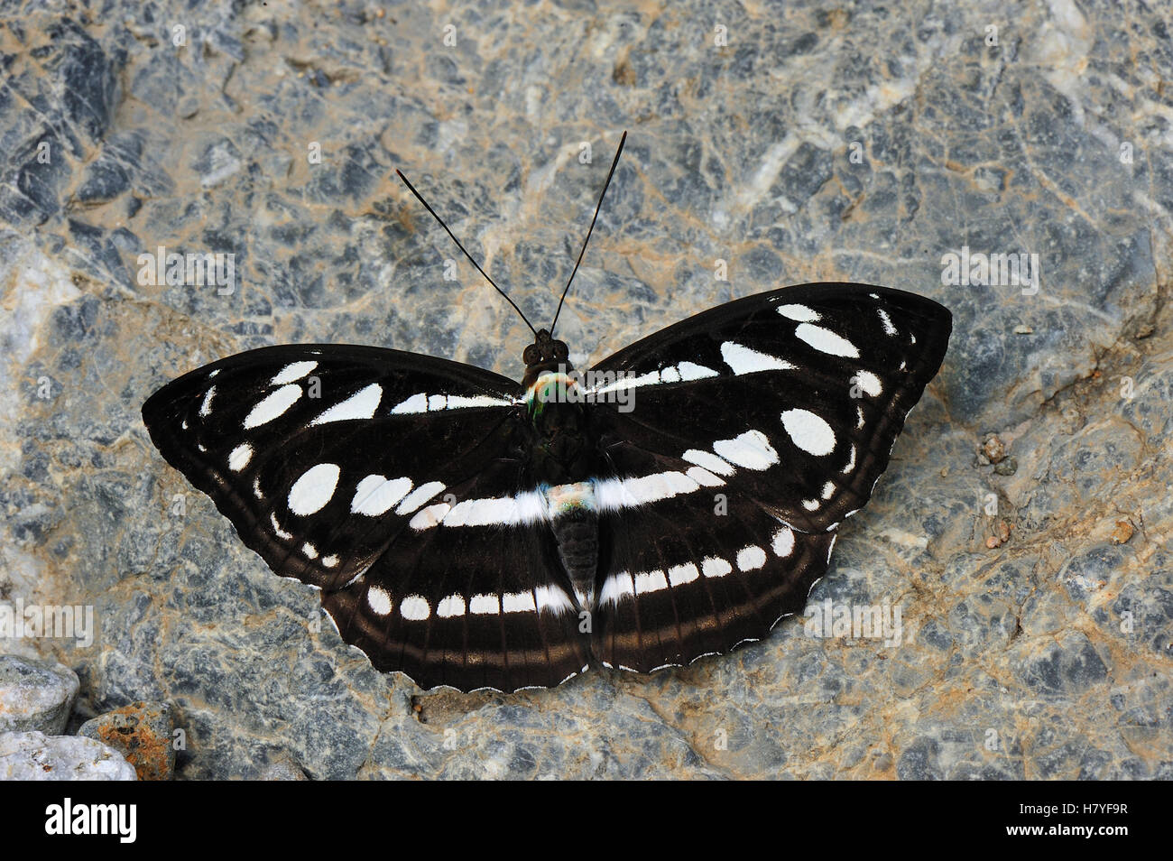 Nymphalid Butterfly (Athyma sp), Gunung Leuser National Park, northern ...