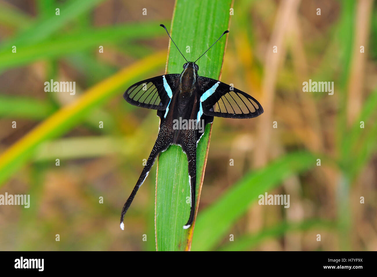 Green Dragontail (Lamproptera meges) butterfly, Gunung Leuser National ...