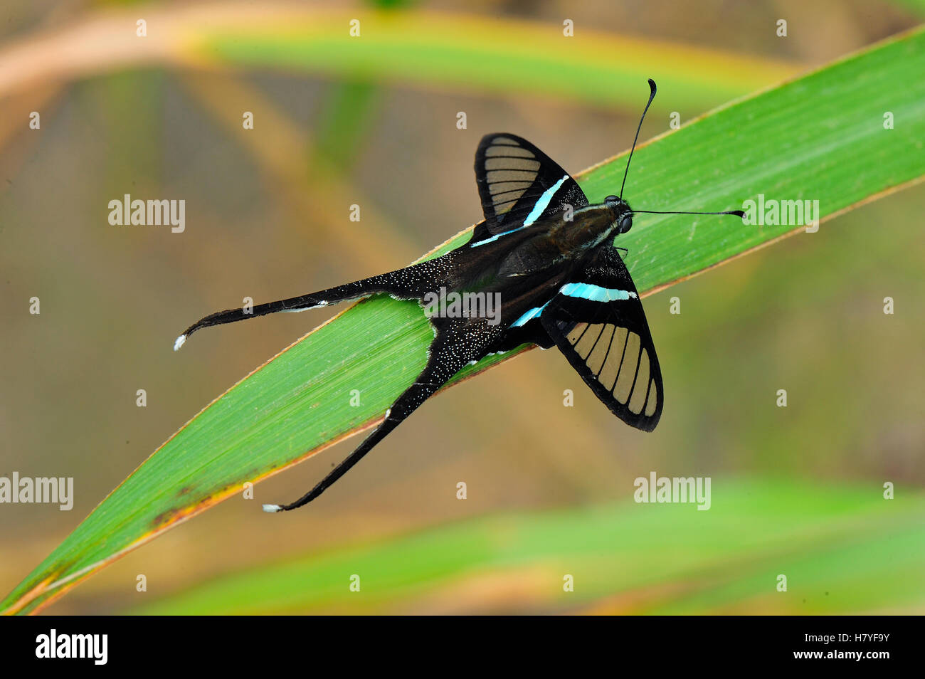 Green Dragontail (Lamproptera meges) butterfly, Gunung Leuser National ...