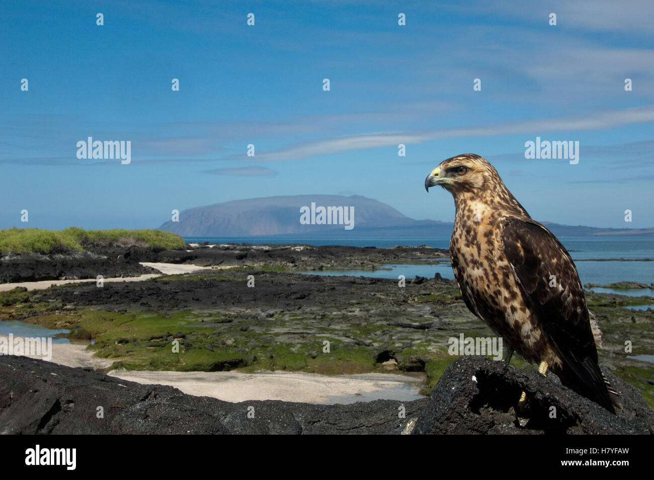 Galapagos Hawk (Buteo galapagoensis), Wolf Volcano, Isabella Island ...