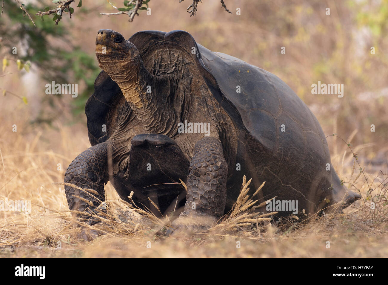 Saddleback Galapagos Tortoise (Chelonoidis nigra hoodensis) male, Wolf ...