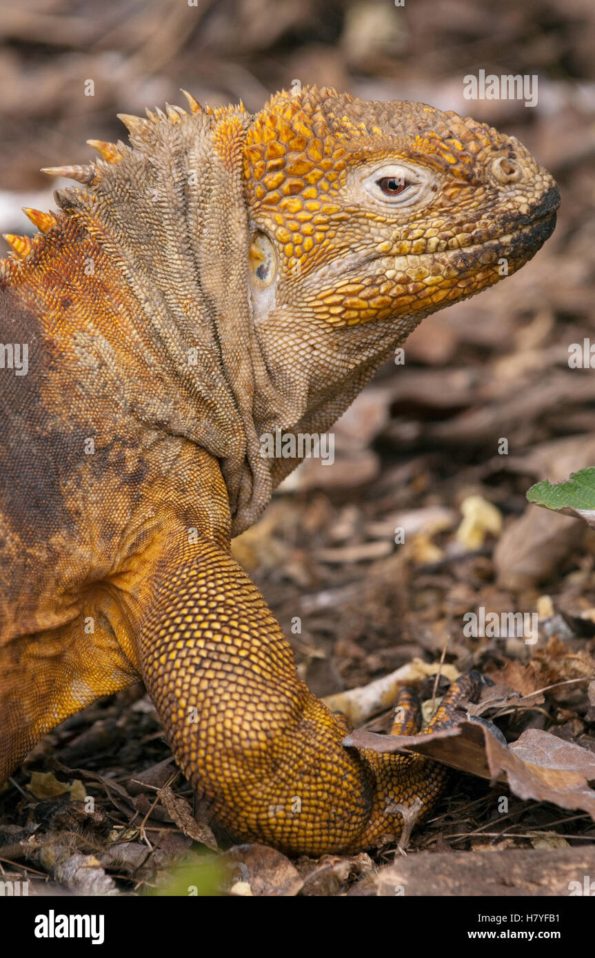 Galapagos Land Iguana (Conolophus subcristatus), base of Wolf Volcano ...