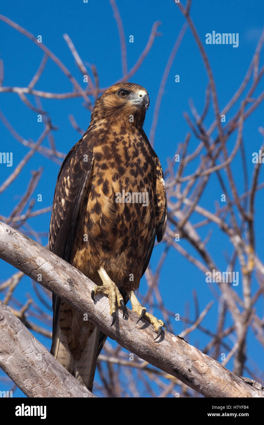 Galapagos Hawk (Buteo galapagoensis), Wolf Volcano, Isabella Island ...