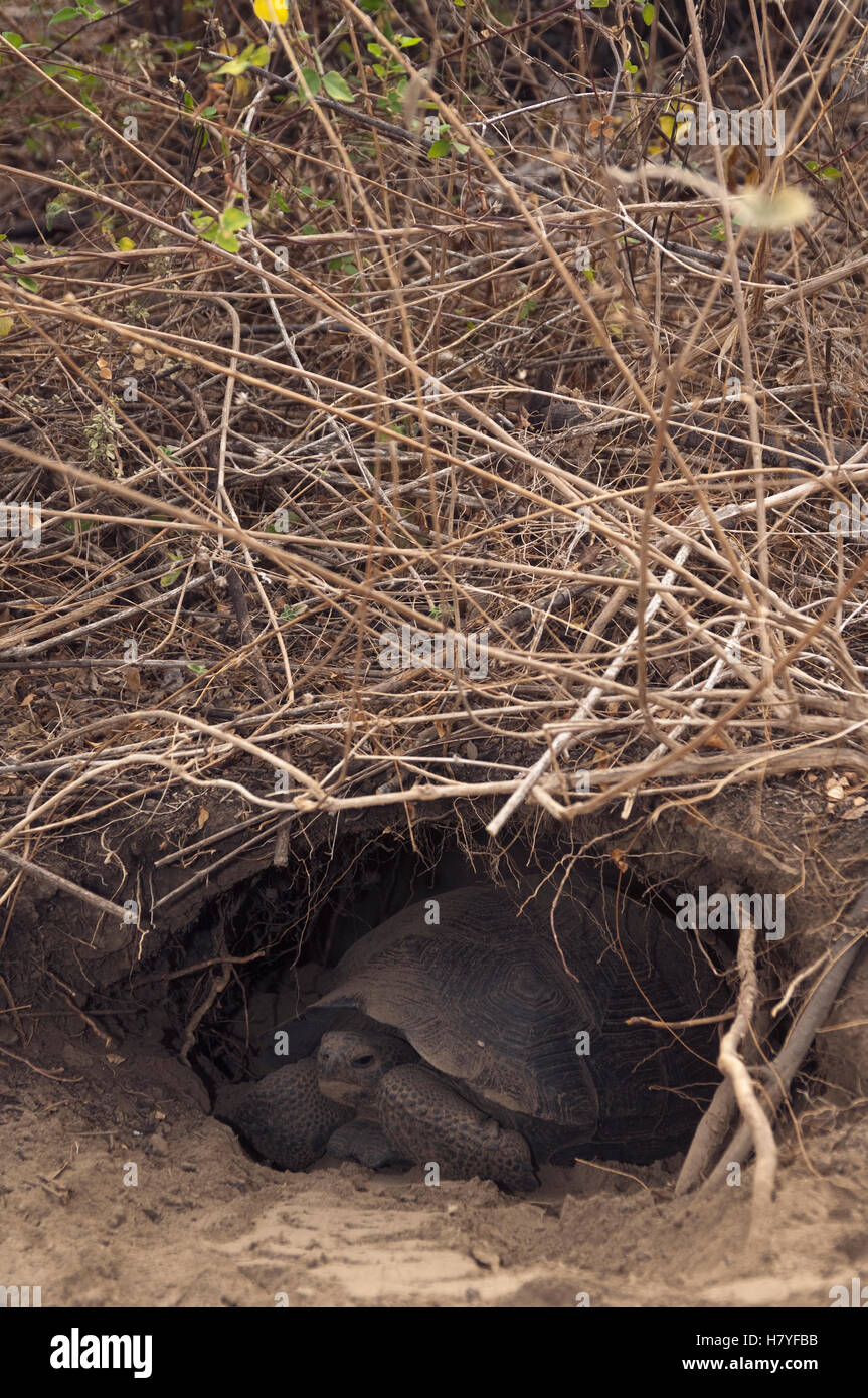 Galapagos Giant Tortoise (Chelonoidis nigra) baby in burrow, Wolf ...