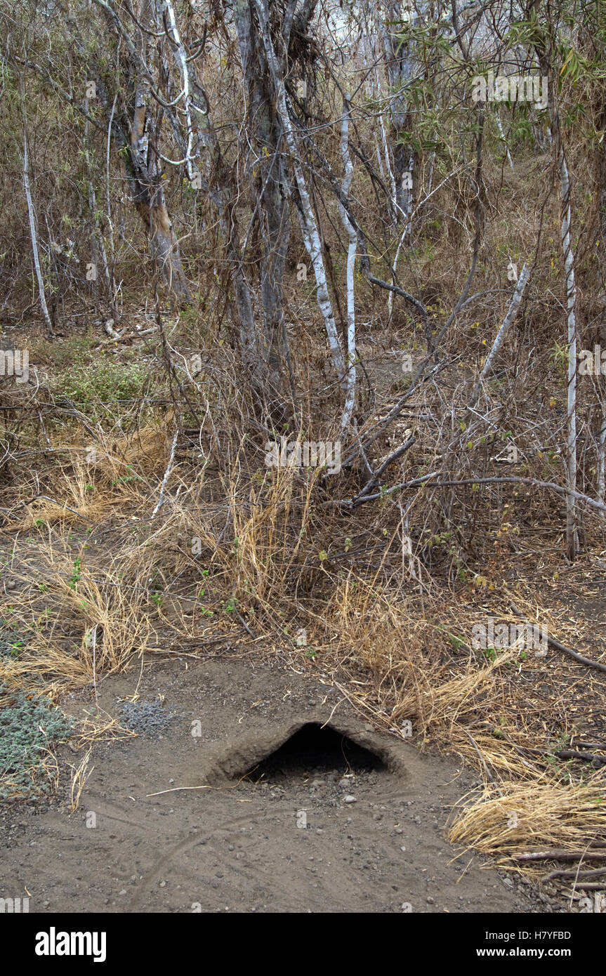 Galapagos Land Iguana (Conolophus subcristatus) burrow, base of Wolf ...