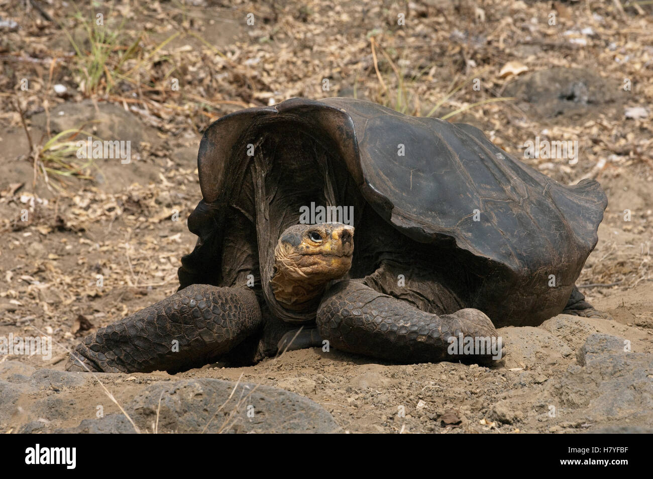 Saddleback Galapagos Tortoise (Chelonoidis nigra hoodensis), Wolf ...