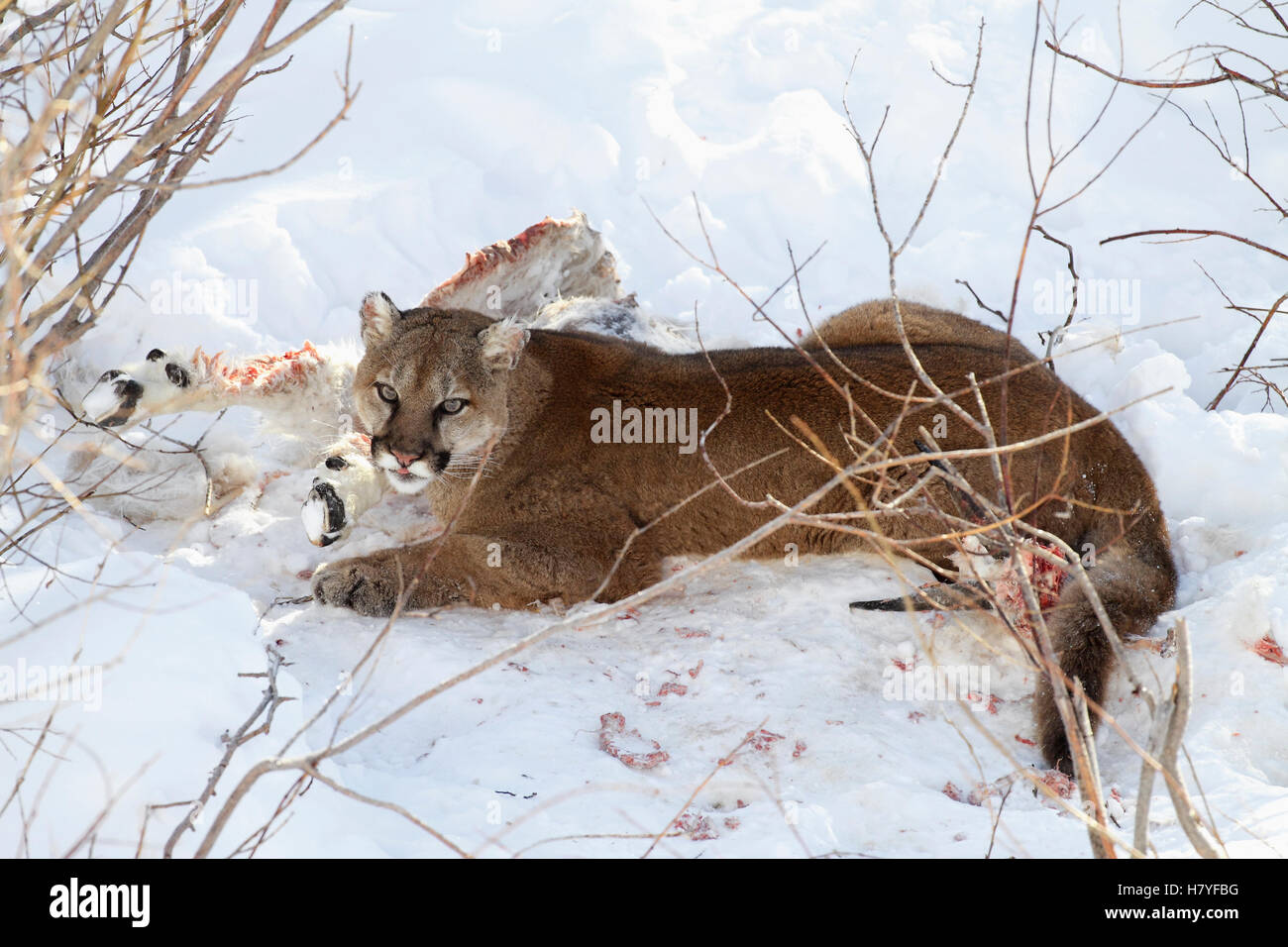Mountain Lion (Puma concolor) wild female feeding on Mountain Goat ...