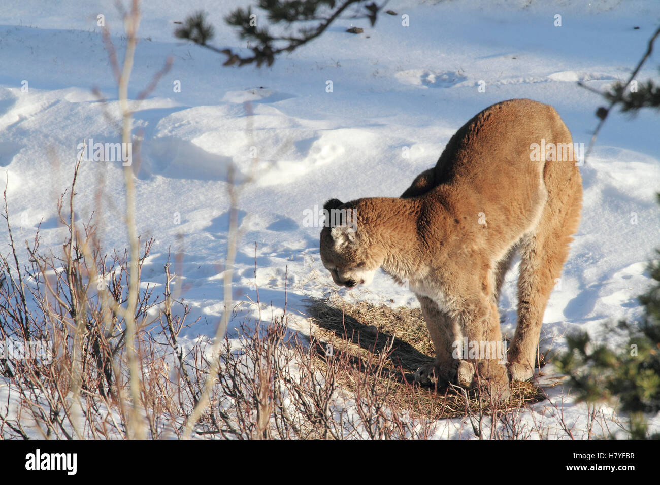 Mountain Lion (Puma concolor) wild female stretching, Glacier National ...