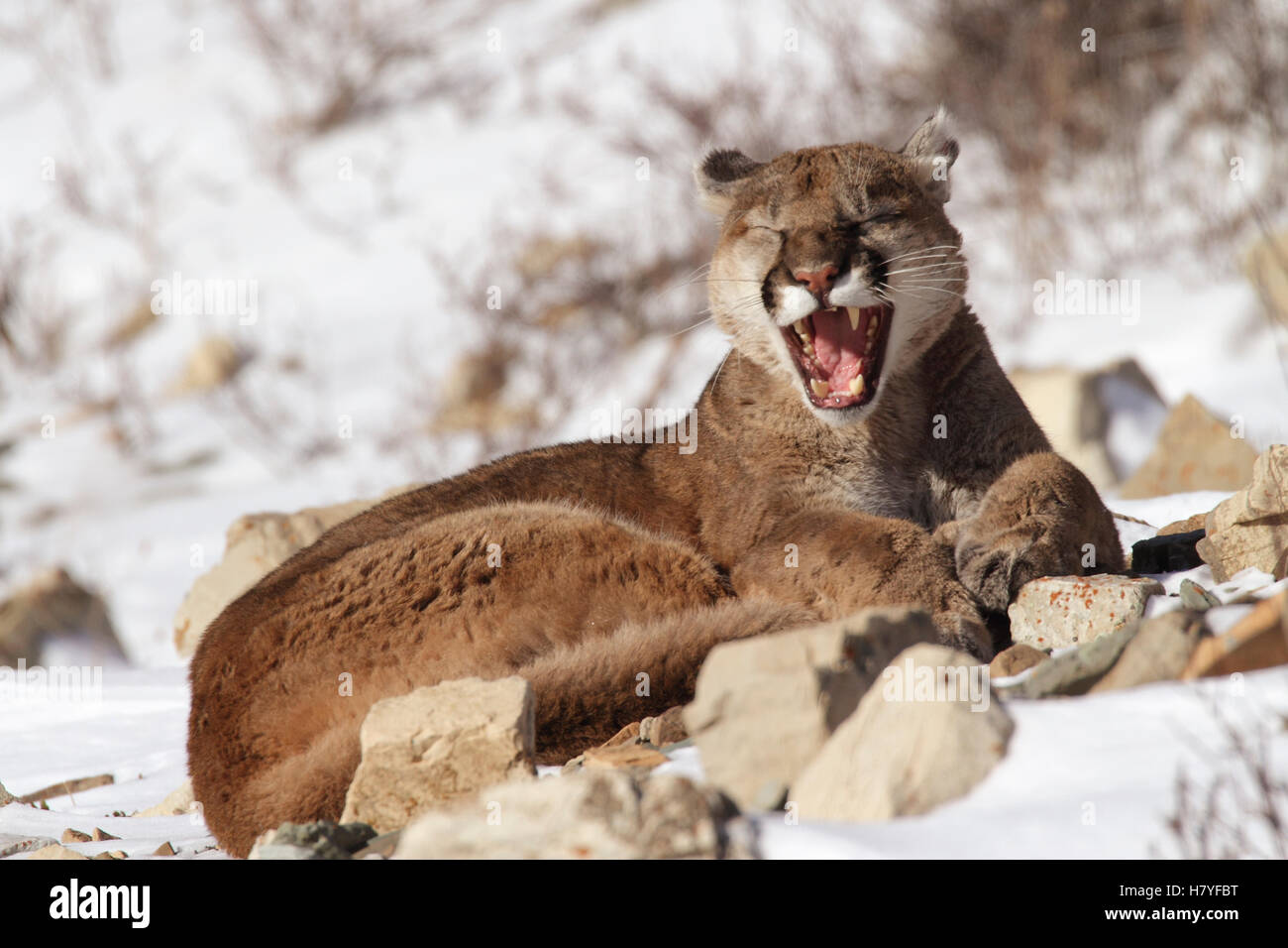 Mountain Lion (Puma concolor) wild female yawning, Glacier National ...