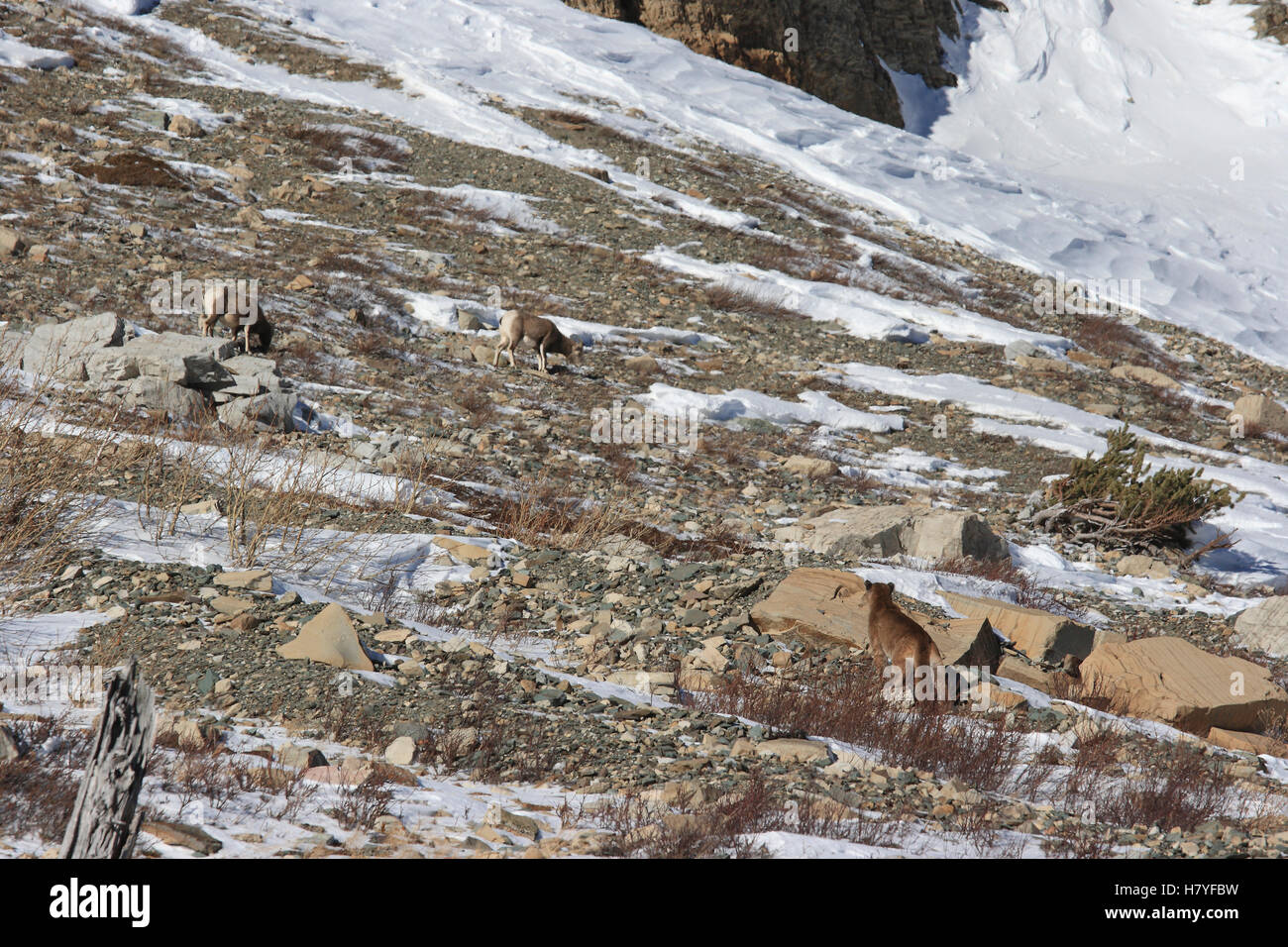 Mountain Lion (Puma concolor) wild female stalking Bighorn Sheep (Ovis ...