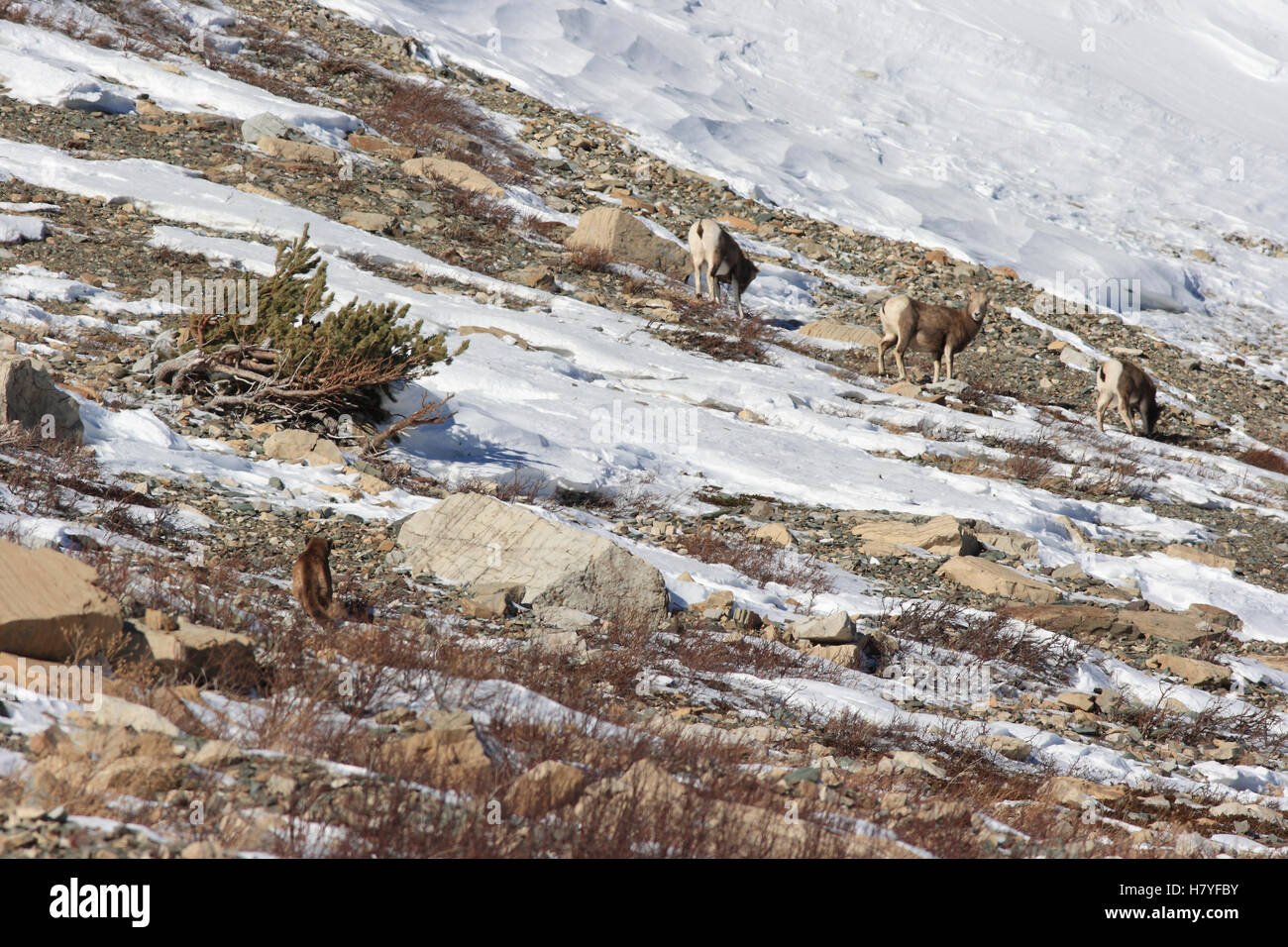 Mountain Lion (Puma concolor) wild female stalking Bighorn Sheep (Ovis ...