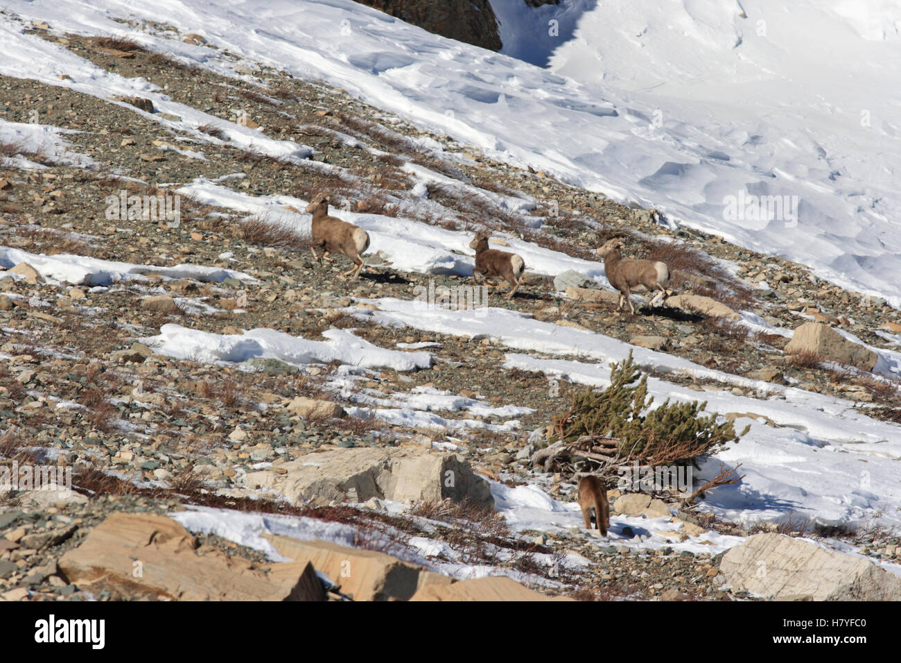 Mountain Lion (Puma concolor) wild female stalking Bighorn Sheep (Ovis ...