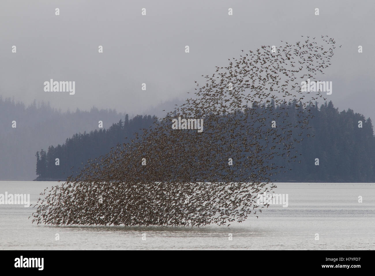 Western Sandpiper (Calidris mauri) flock taking off from Stikine River ...