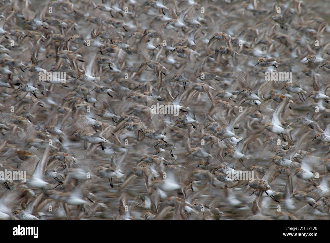 Western Sandpiper (Calidris mauri) flock taking off from Stikine River ...