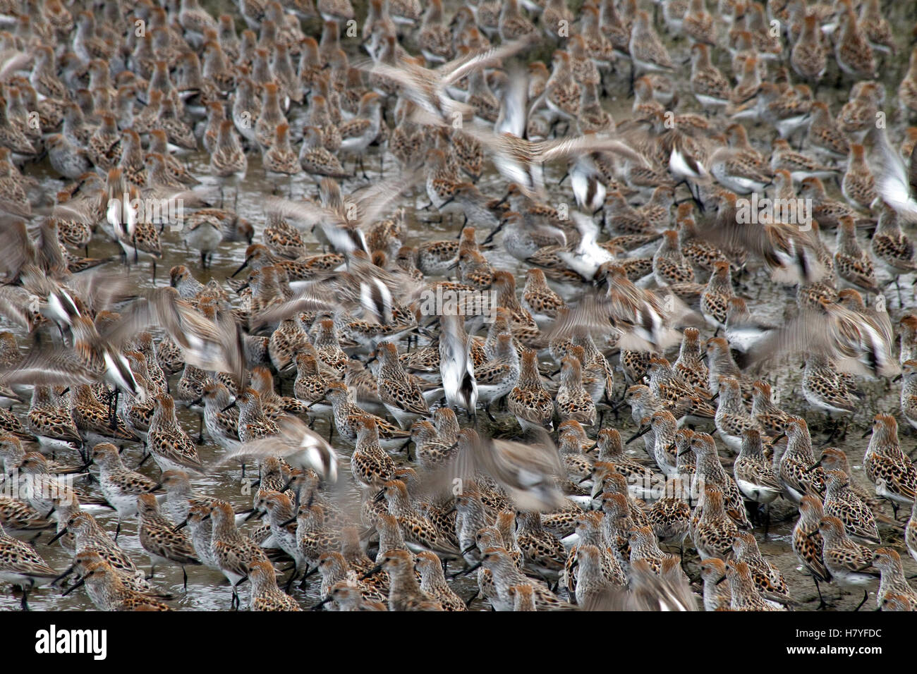 Western Sandpiper (Calidris mauri) flock taking off from Stikine River ...