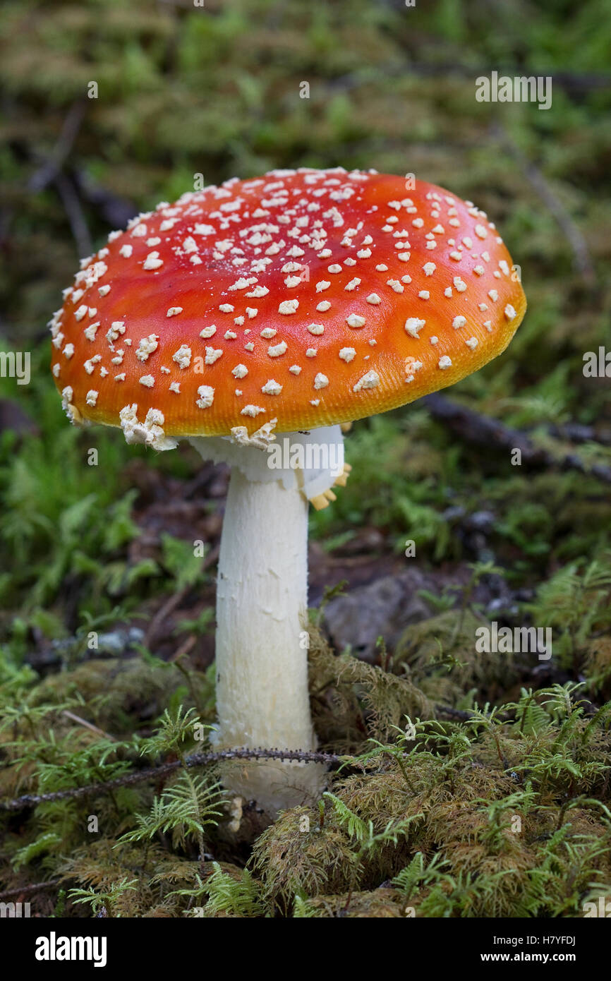 Fly Agaric (Amanita muscaria) mushroom, toxic species, Gustavus, Alaska ...