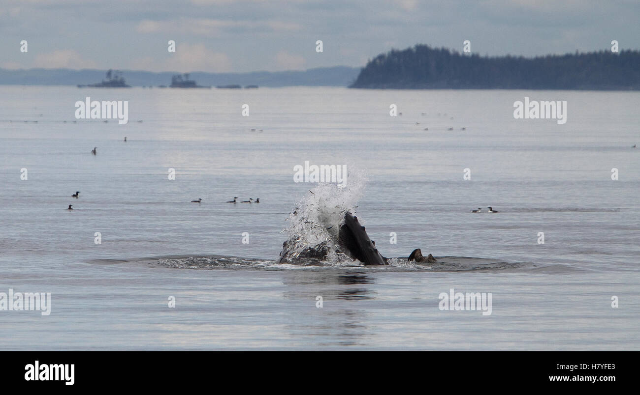 Humpback Whale (Megaptera novaeangliae) gulp feeding on small fish ...