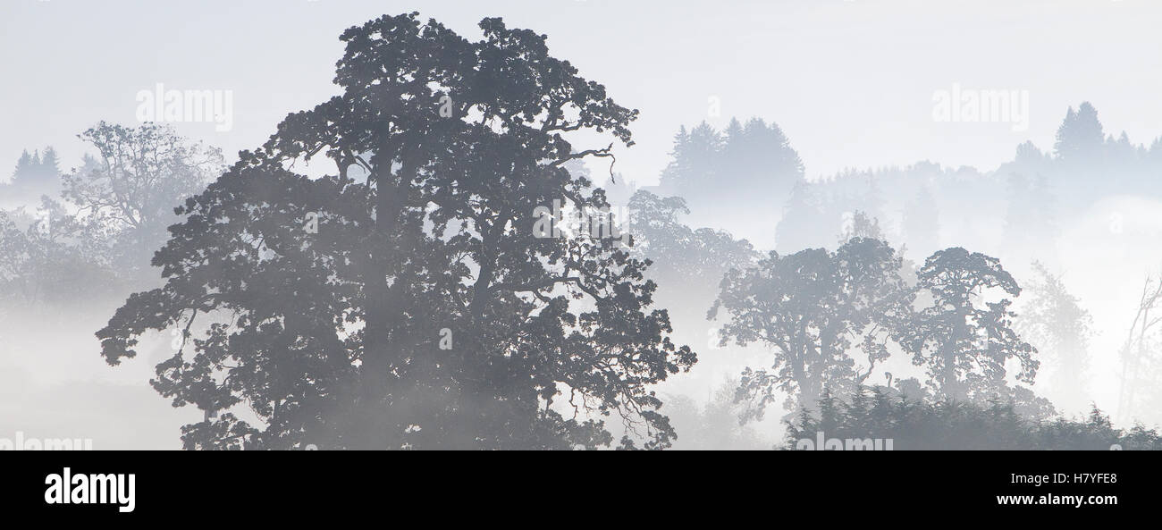 Morning mist over trees, British Columbia, Canada Stock Photo - Alamy