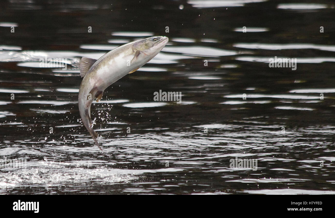 Pink Salmon (Oncorhynchus gorbuscha) jumping, Ketchikan, Alaska Stock ...