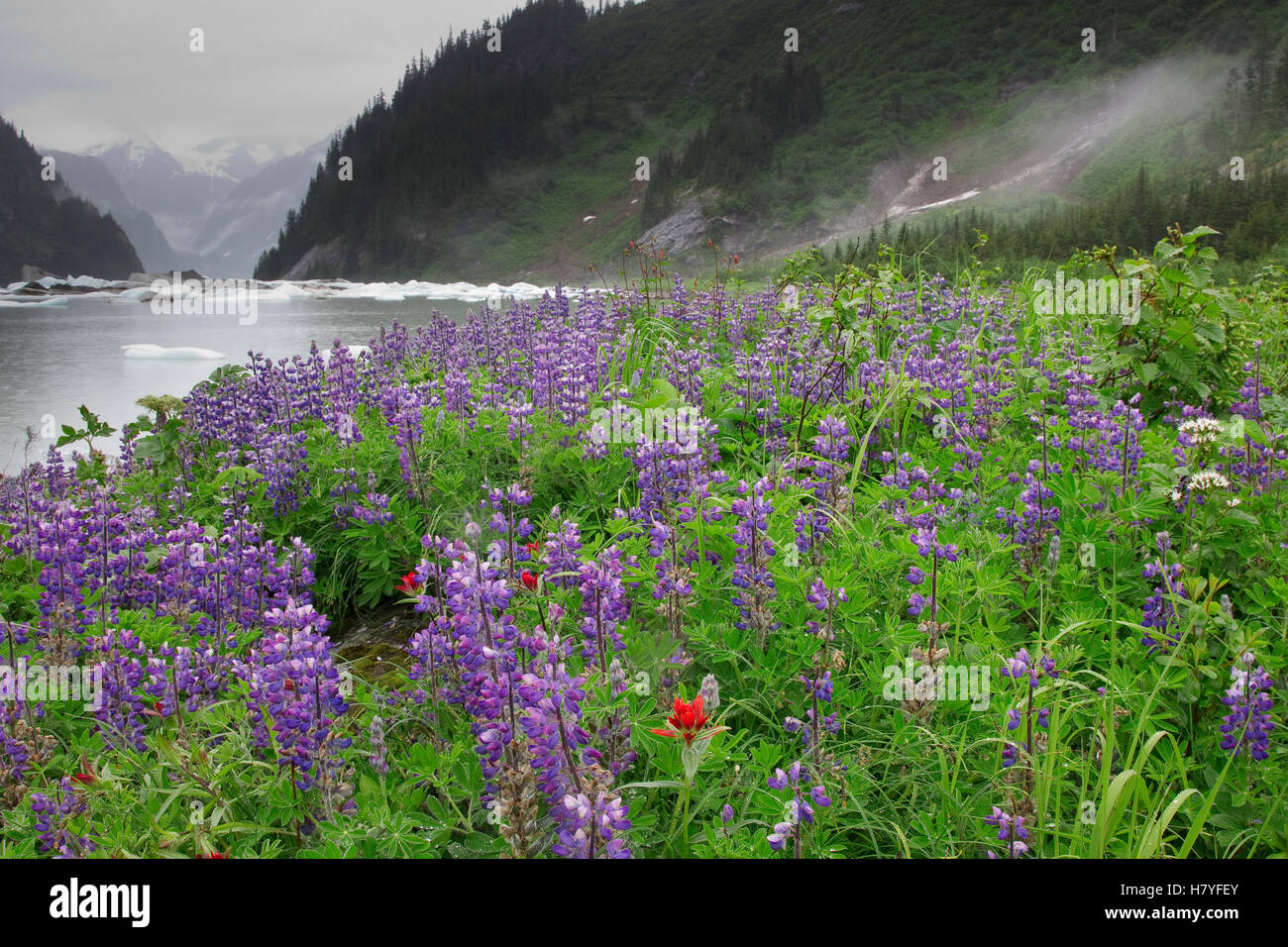 Lupine (Lupinus sp) flowers covering the lake shore of Shakes Lake ...