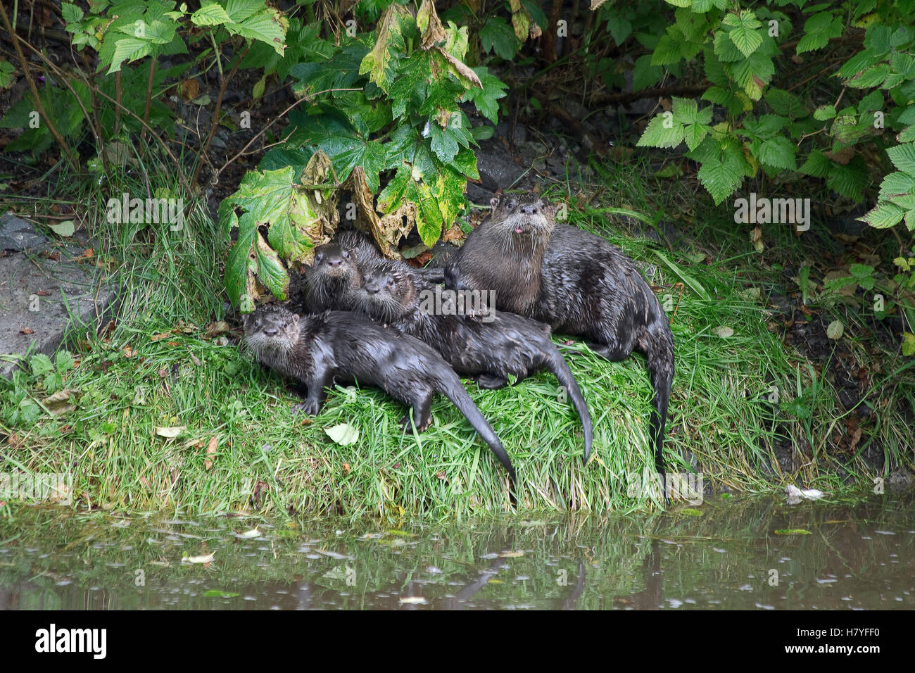 North American River Otter (Lontra canadensis) family, Sitka, Alaska ...