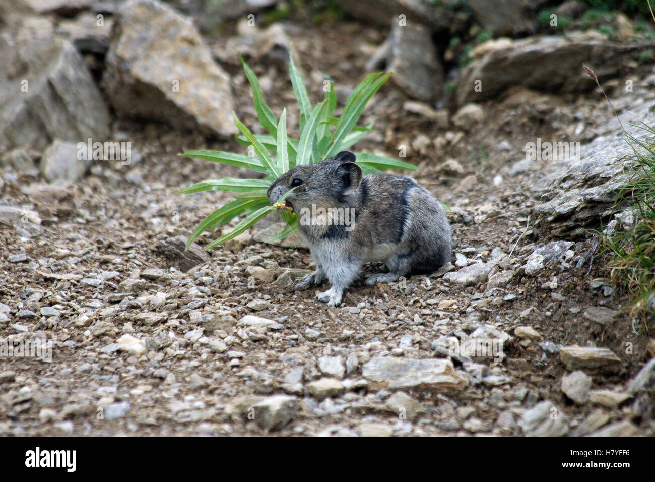 Collared Pika (Ochotona collaris) with fireweed stalk, Alaska Stock ...