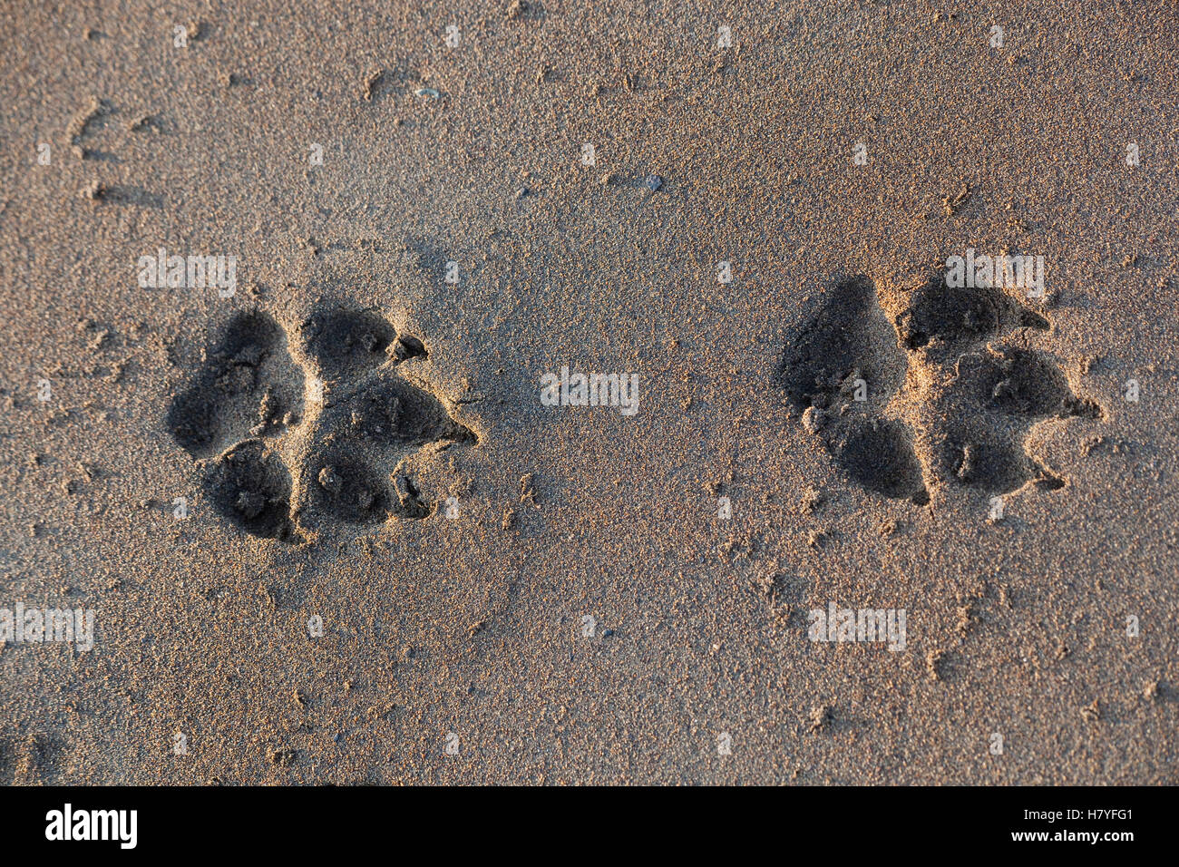 Wolf (Canis lupus) tracks, Katmai National Park, Alaska Stock Photo - Alamy