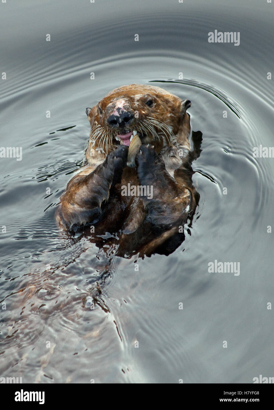 Sea Otter (Enhydra lutris) feeding on clam, northern Vancouver Island ...
