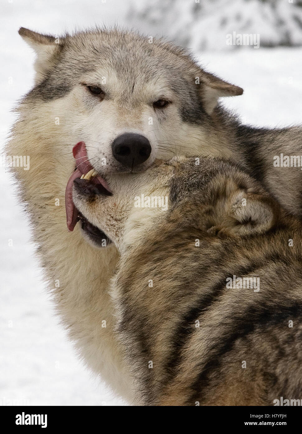 Wolf (Canis lupus) pair showing dominant and submissive behavior, North ...