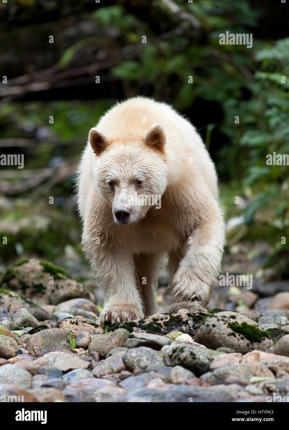 Kermode Bear (Ursus americanus kermodei), white morph called spirit ...