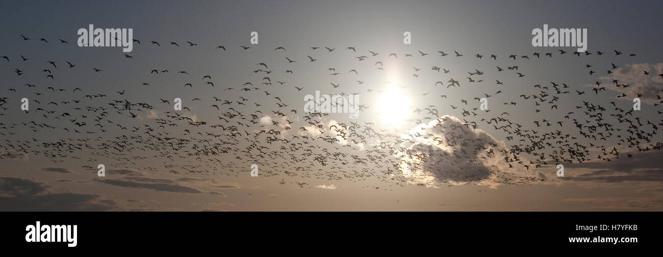Snow Goose (Chen caerulescens) flock flying over Skagit River flats ...