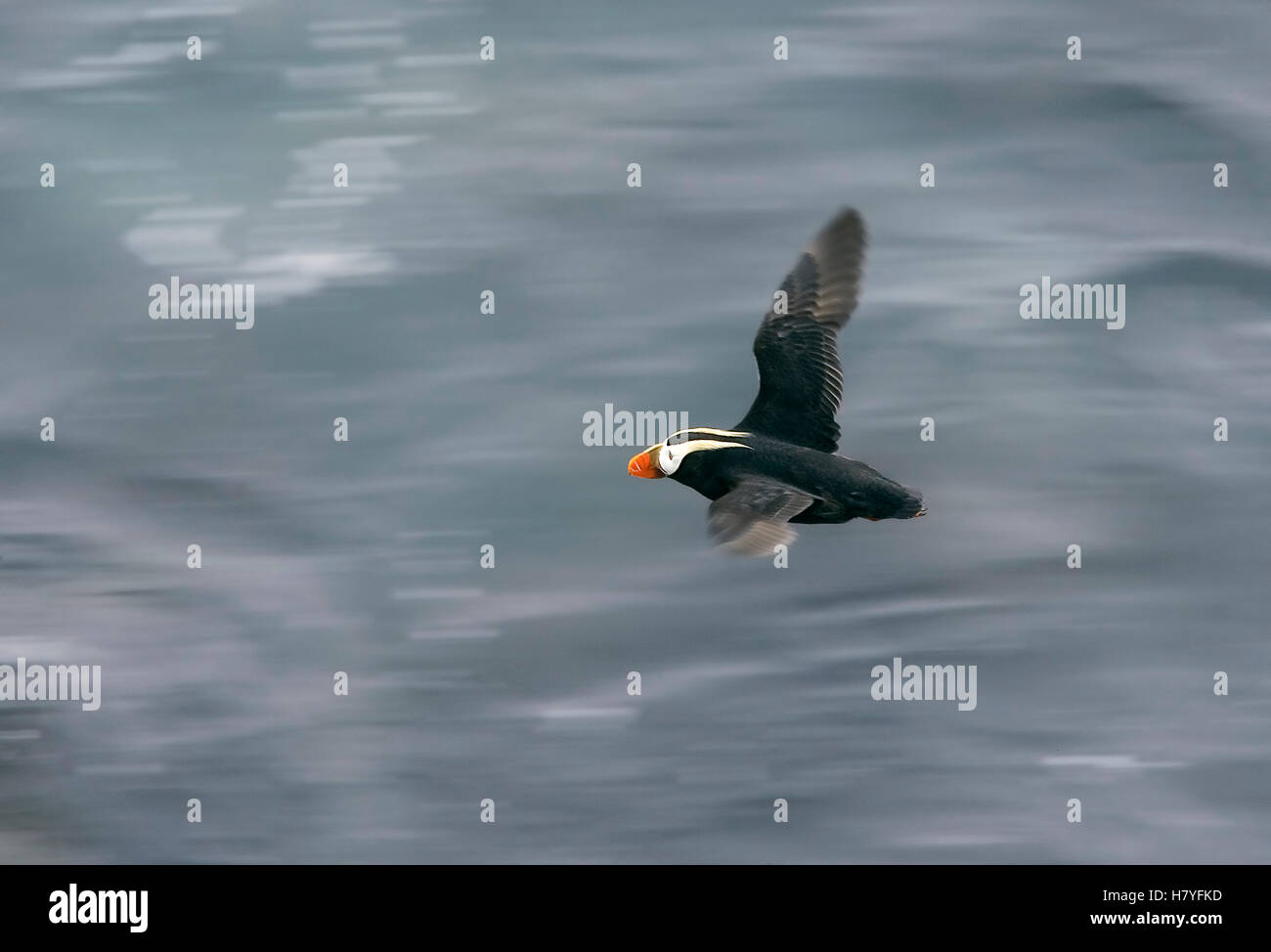 Tufted Puffin (Fratercula cirrhata) flying, Alaska Stock Photo - Alamy