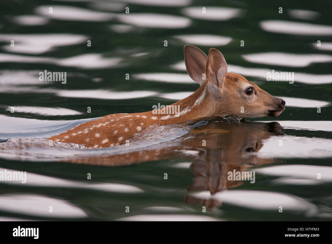 White-tailed Deer (Odocoileus virginianus) fawn swimming, Canada Stock ...